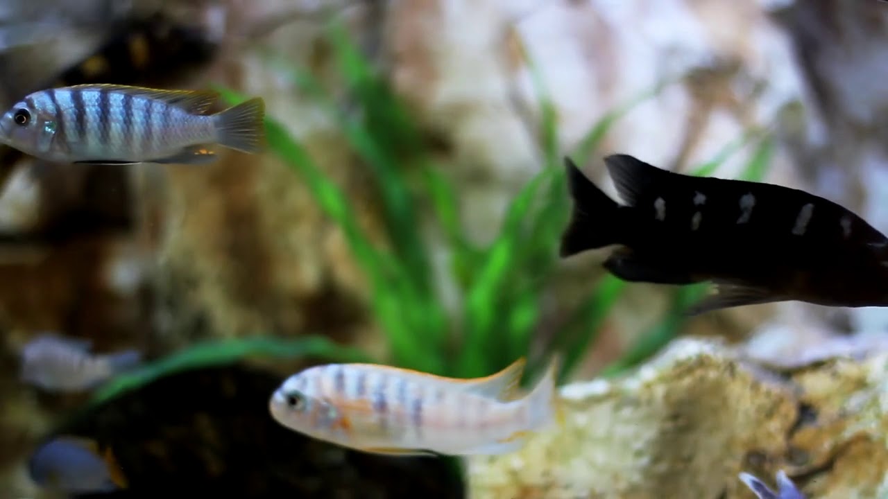 Relax and chill while watching fish swim around in an aquarium. Very ...