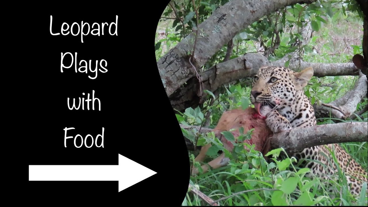 Young Leopard Plays with Food - YouTube
