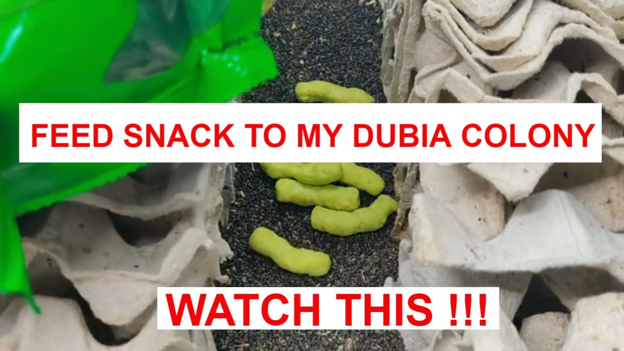 Massive Dubia Roach Colony VS Snack. Feeding Feeder Roach Time Lapse B ...