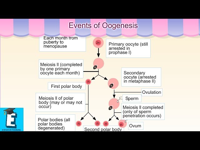 Oogenesis Flowchart 27.3 Physiology Of The Female Sexual System