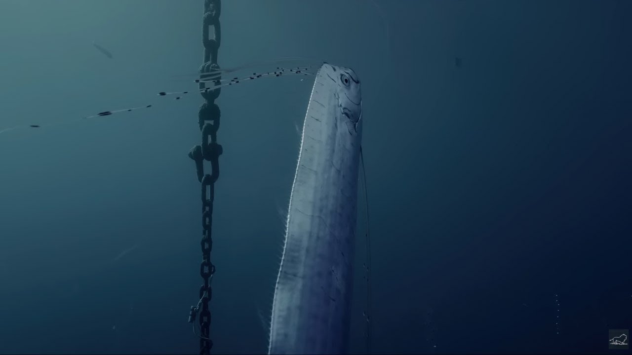 Régalec, premiers contacts avec le poisson roi | Documentaire animalier ...