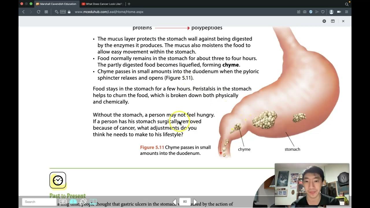 3E Biology Ch5B Digestive Organs - YouTube