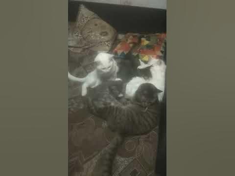 многодетная кошка мама,любит всех своих котят - YouTube