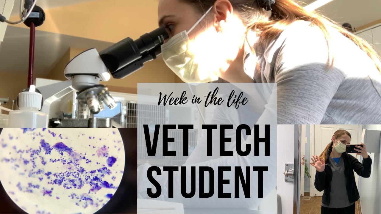 Week in the life of a VET TECH Student - YouTube