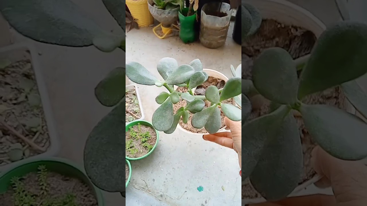 kuber plant #plants #indoorplants #gardenbeauty - YouTube
