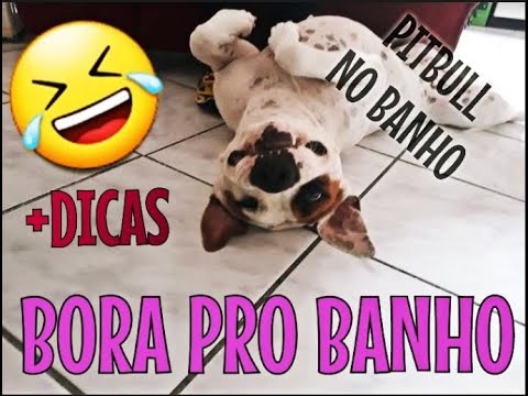 PITBULL NO BANHO 😱