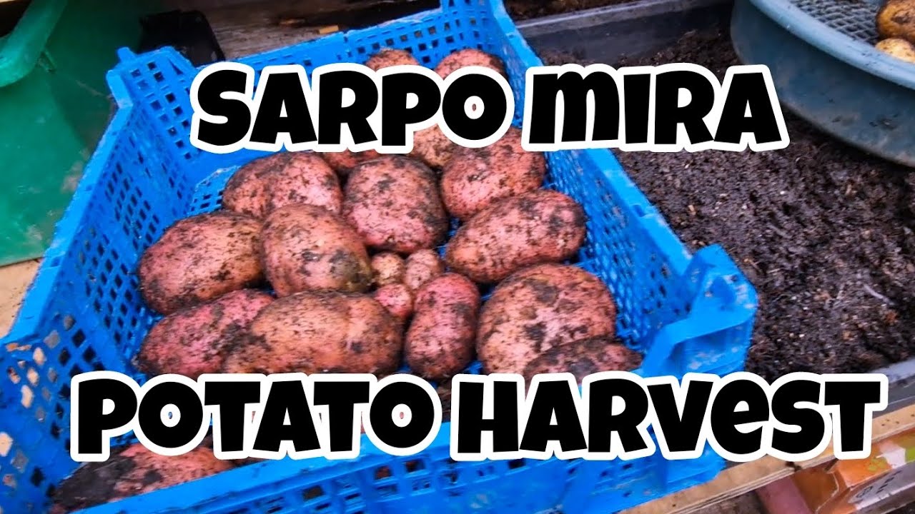 Sarpo Mira Potato Harvest [Blight Resistance Potato] - YouTube