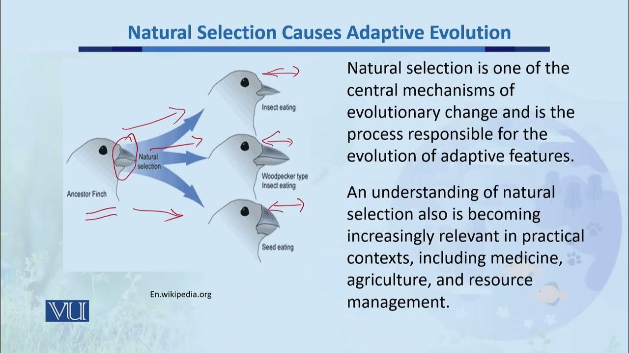 Natural Selection Causes Adaptive Evolution | Biodiversity & Evolution ...
