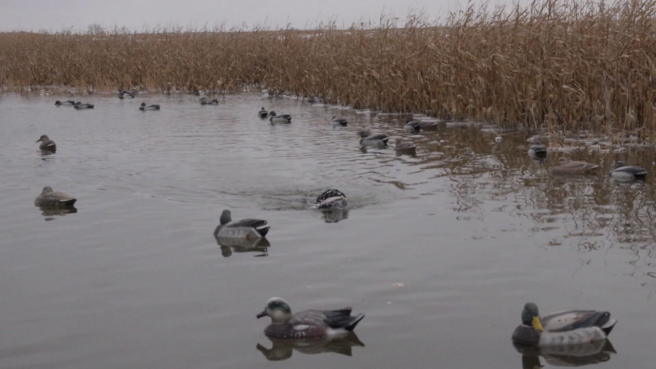 Pacific Wings sizzler 2017- Washington state duck hunting - YouTube