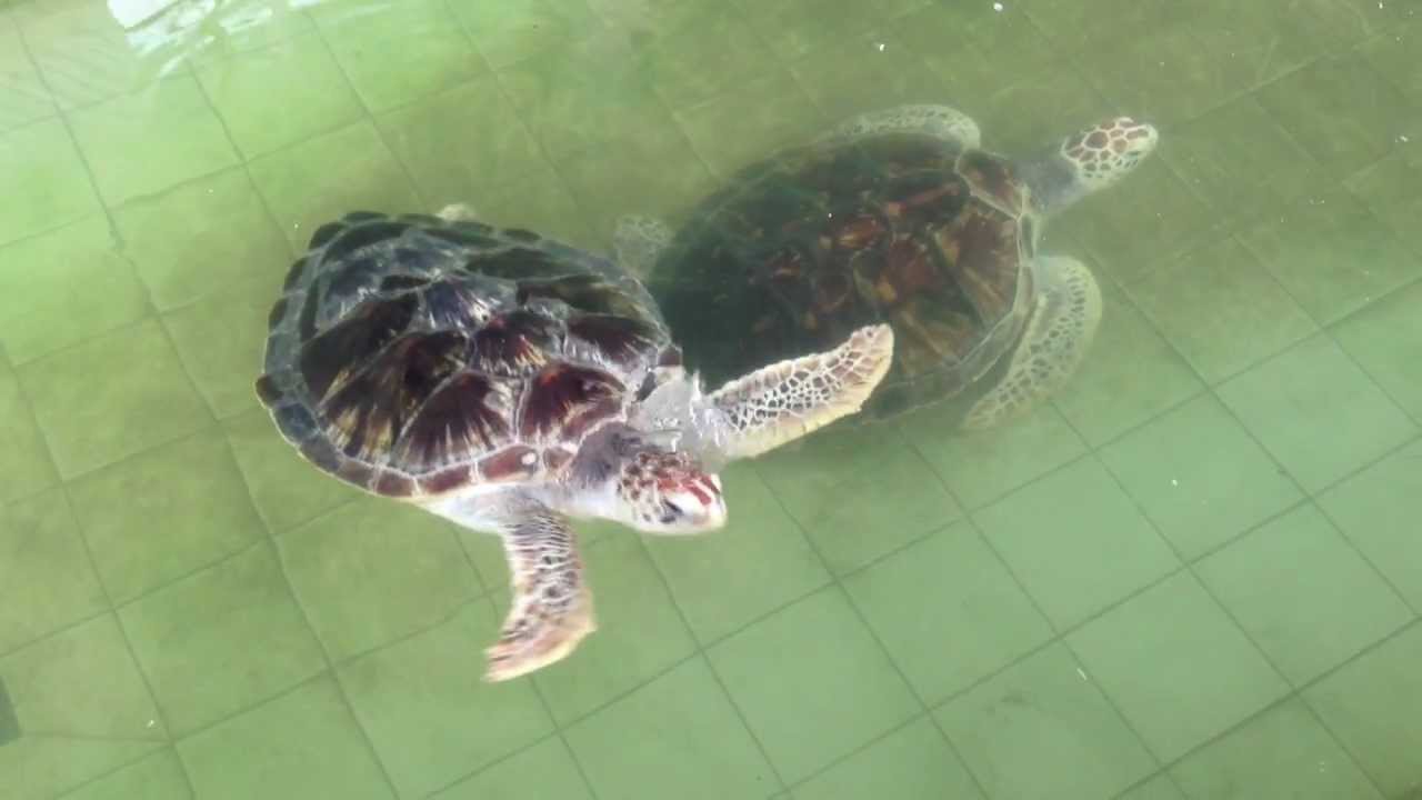 Cherating Turtle Sanctuary 1 - YouTube