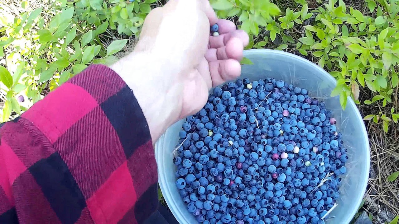 2019 Northern Minnesota Blueberry Picking Season - YouTube