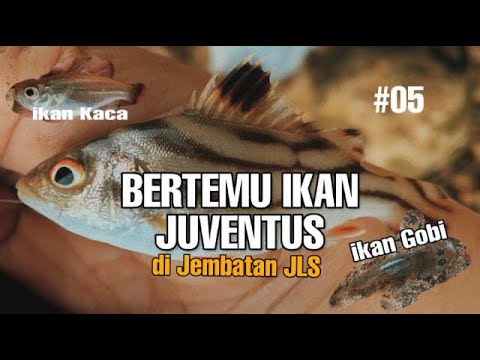 BERTEMU IKAN JUVENTUS || BERBURU SPOT MANCING DI HARI MINGGU || #05 # ...