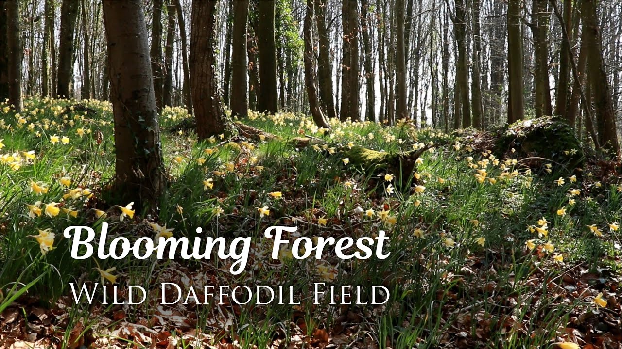 Spring Morning Nature Ambience | Wildflower Field | Calm Forest Sounds ...