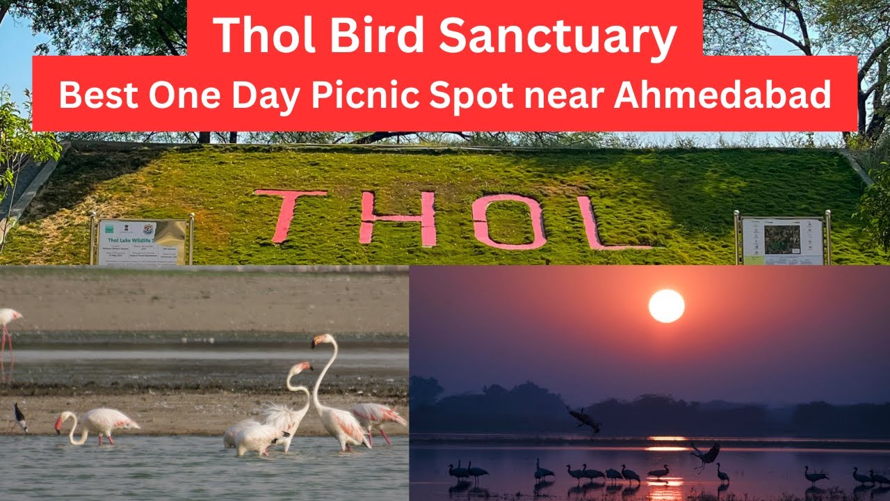 Best Picnic Spot near Ahmedabad | Thol Bird Sanctuary Gujarat | Thol ...