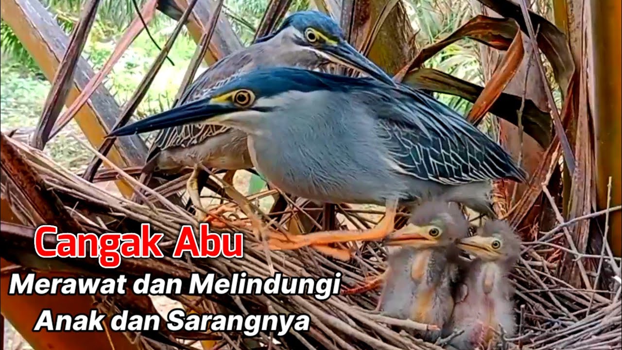 Cangak Abu‼️ Burung Paling Bertanggung Jawab Kepada Anaknya Dan Tidak ...