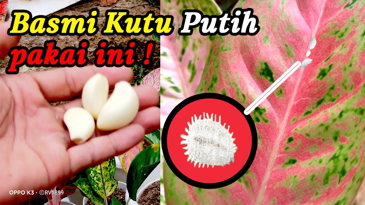 Cara Membasmi Kutu Putih pada Tanaman Hias Aglaonema dengan Bawang ...