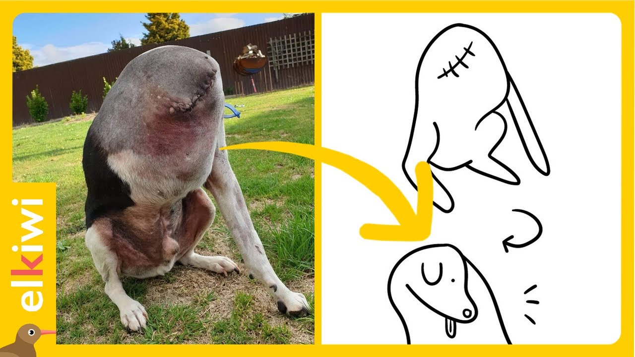 El enigma del perro sin pata ni cabeza que descolocó a Internet - YouTube