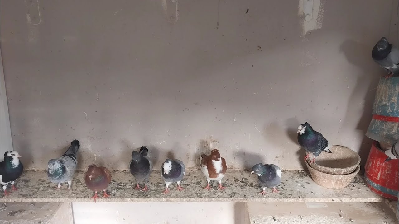 long day at work just checking out the birds junior pigeons highflyers ...
