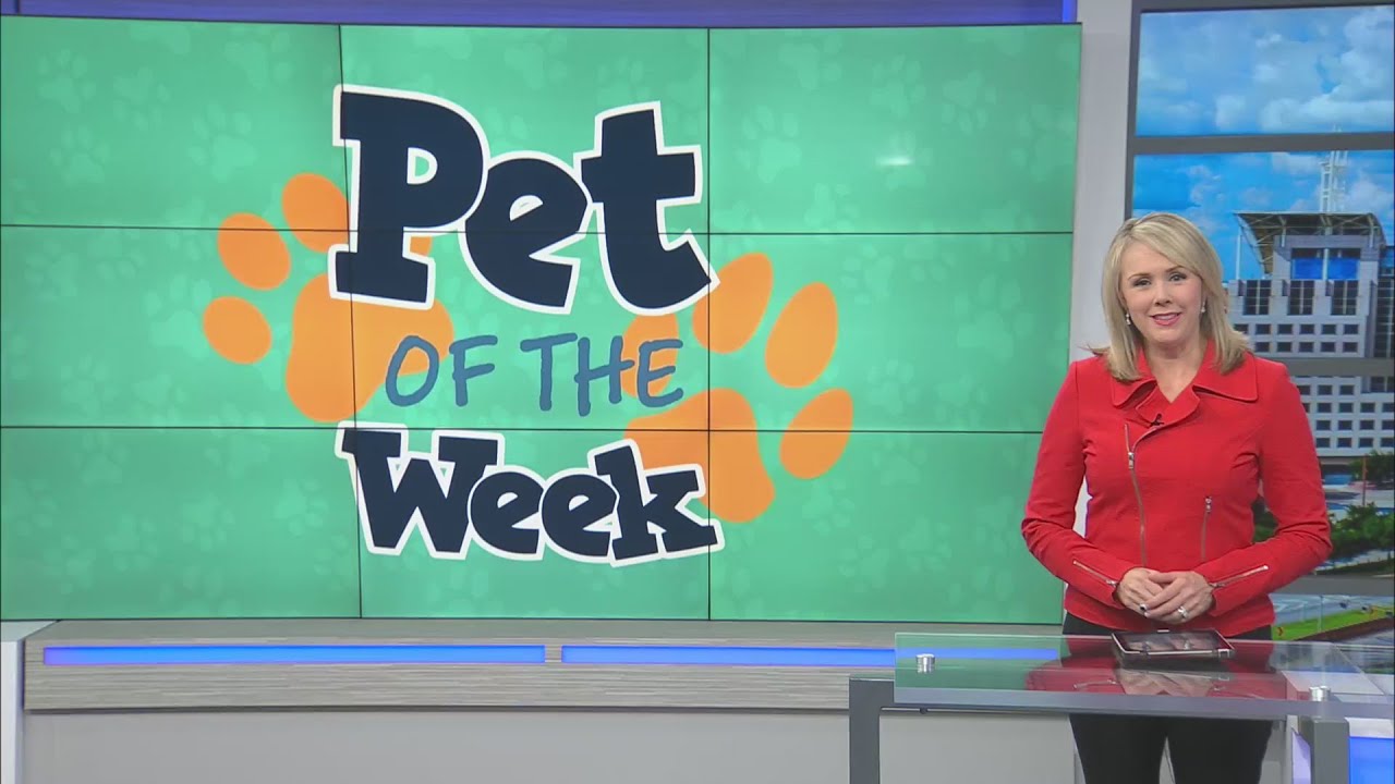 Pet of the Week: Big boy, Diesel - YouTube