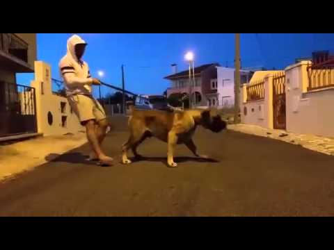 Aggressive Boerboel Bauer Bull - YouTube