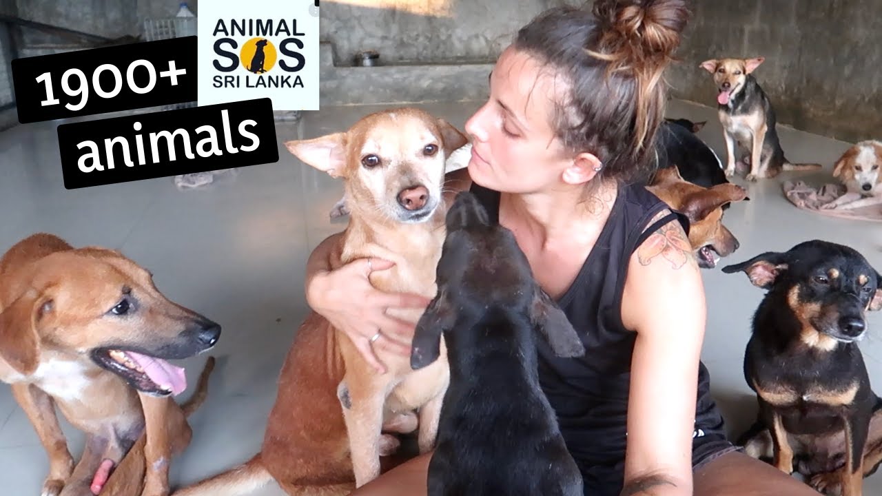 ANIMAL SOS SRI LANKA | 1900+ animals - YouTube
