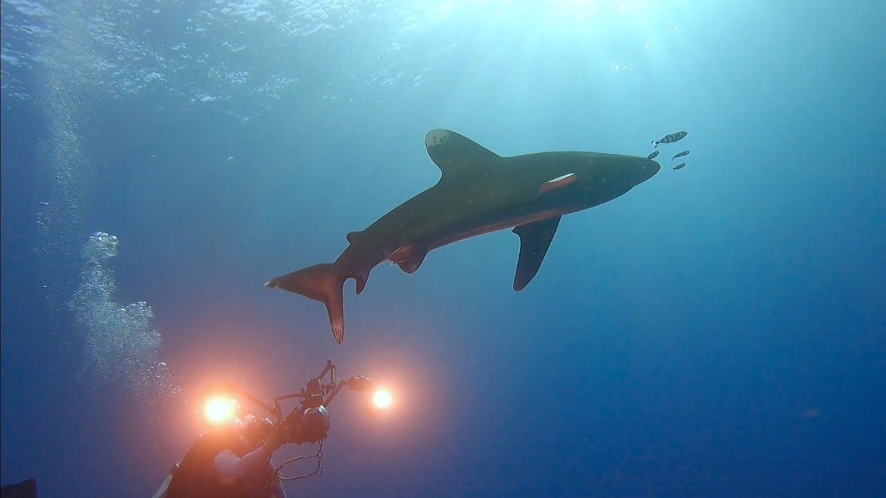 Gazing up | Sharks in Redsea - YouTube