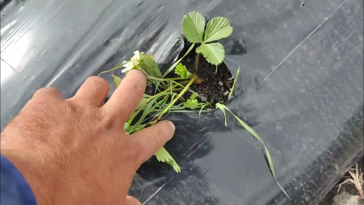 Полив и кормление клубничного поля мотопомрой. - YouTube