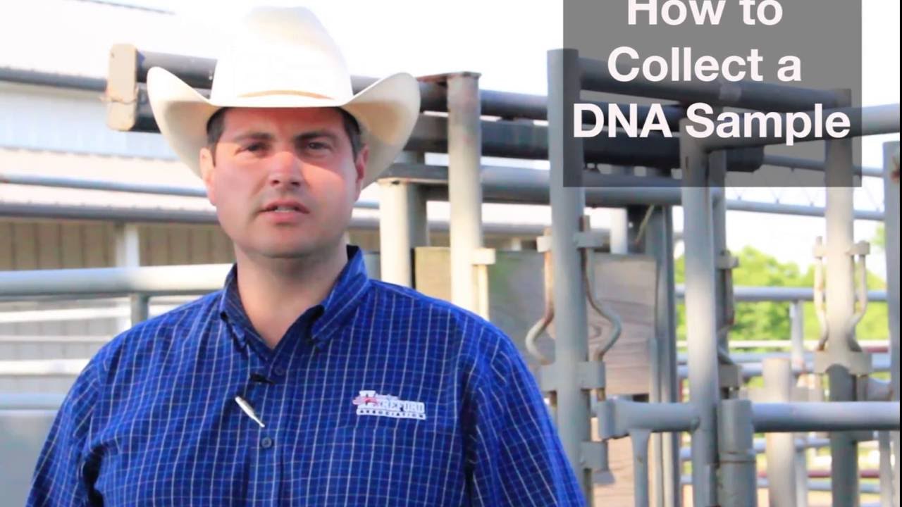 How to Collect a DNA Sample - YouTube