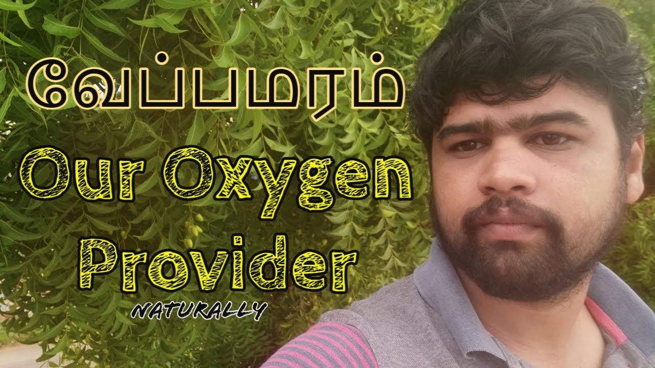வேப்பமரம் our oxygen provider naturally | neem oxygen tree | @Dx ...