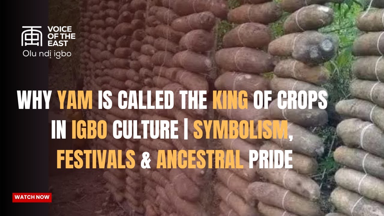 Why Yam Is Called the King of Crops in Igbo Culture | Symbolism ...