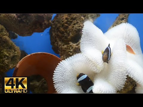 Amazing 4K Ultra HD Underwater Video and Music _ Coral Reef Fish(2K_HD ...