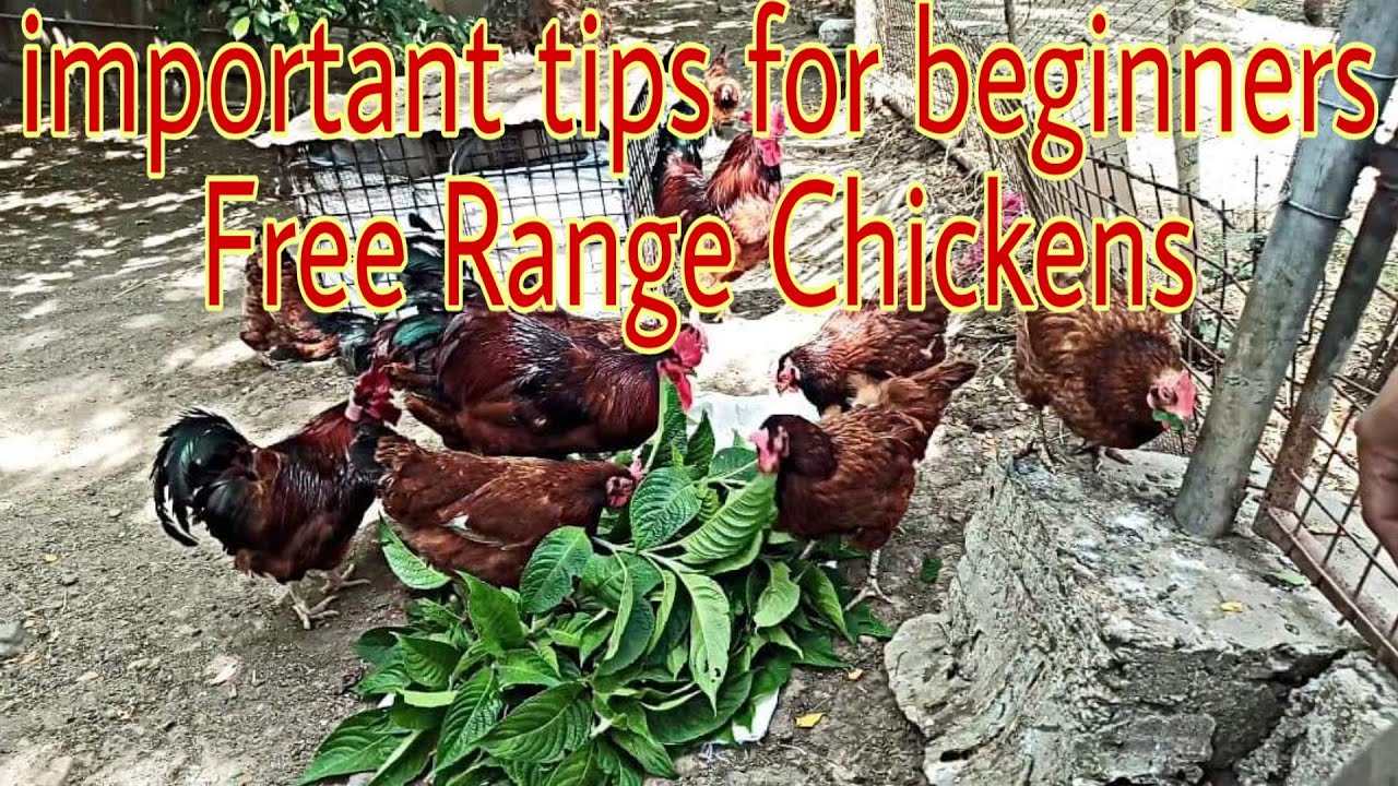 Why Rhode Island Chicken is the best choice for starters..#65 - YouTube