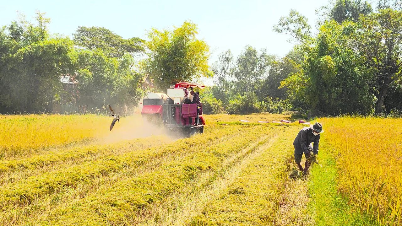 Rice Agriculture Harvesting By Tractor [ 4K HDR 10 + ] #636 - CAM FARM ...