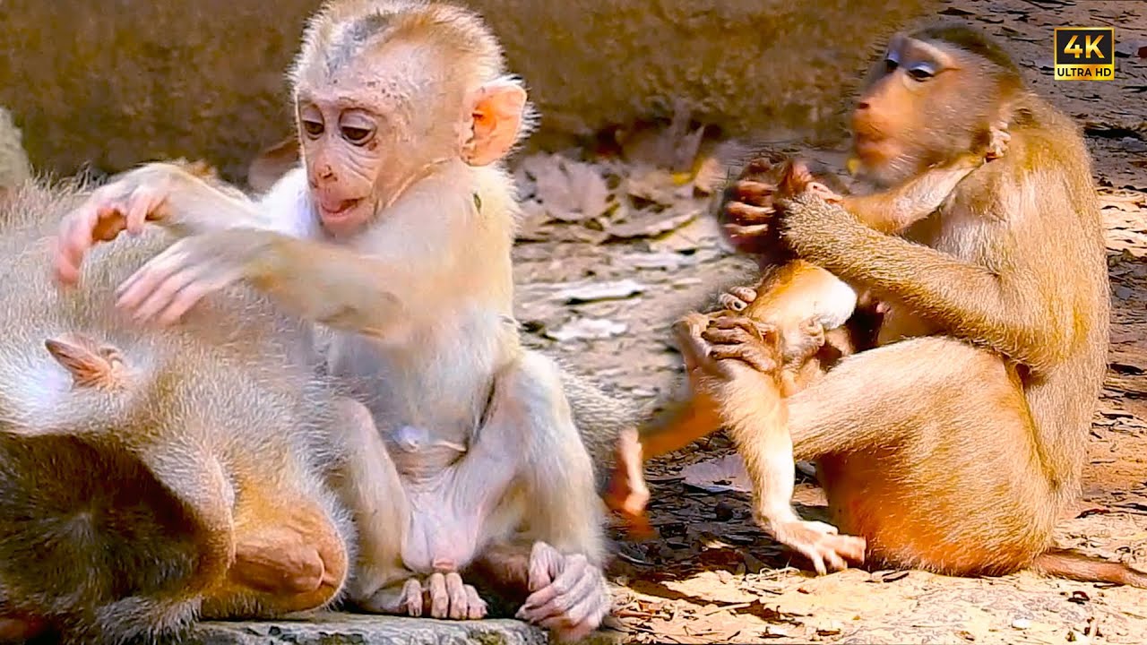 Weak Baby Monkey Needs Its Mother’s Care - YouTube
