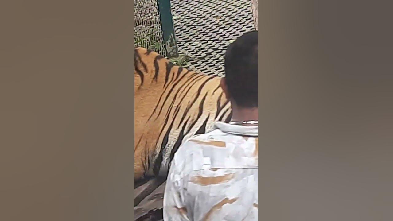 #big #tiget - YouTube