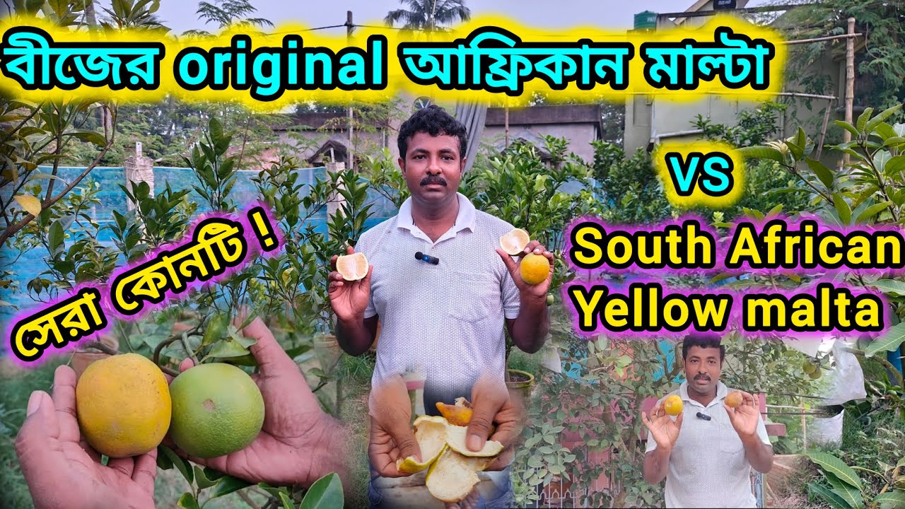 বীজের original আফ্রিকান মাল্টা ও south african yellow malta মধ্যে কে ...