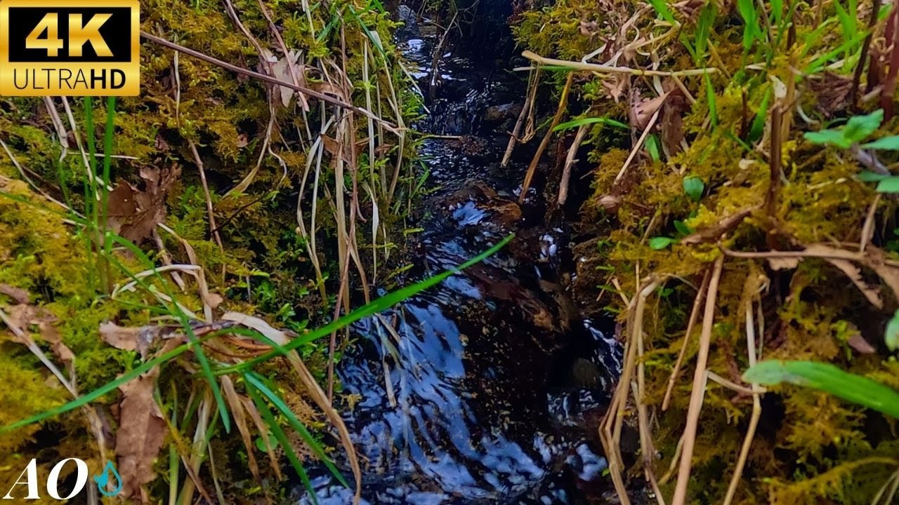 [Water Sound/Healing] Beautiful moss and natural waterway sounds(during ...