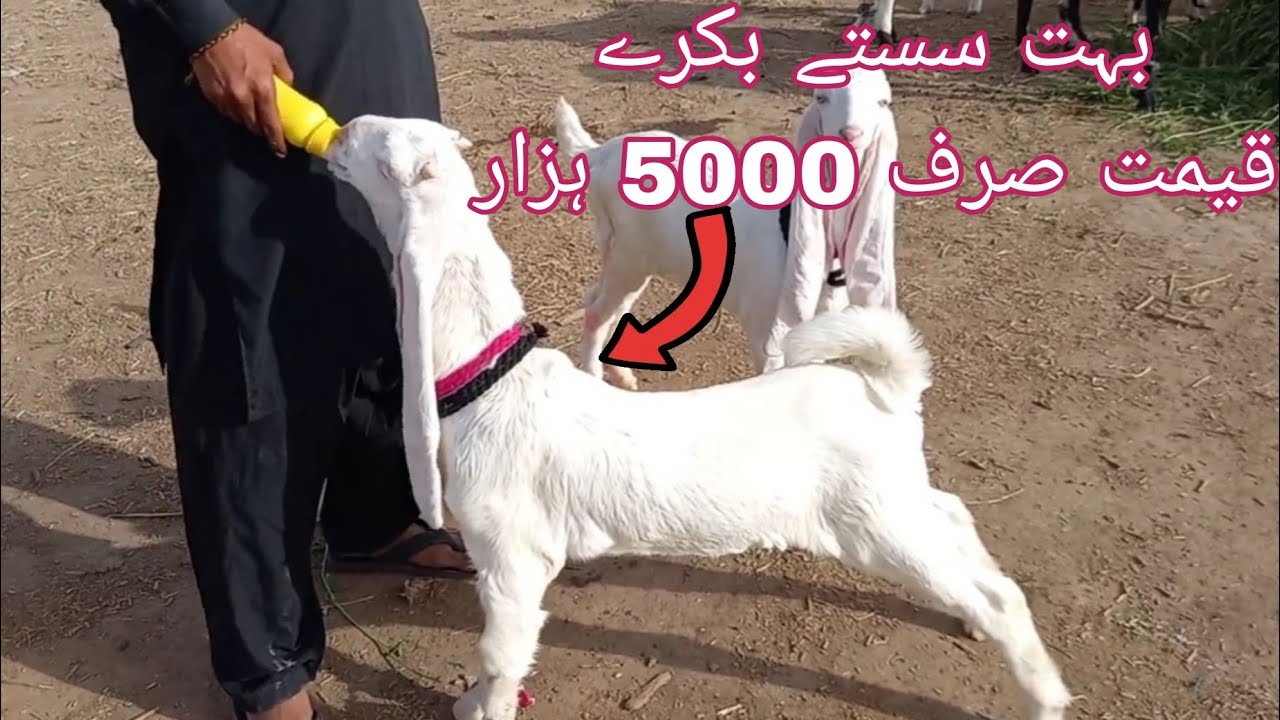 Hyderabadi bakra Mandi || Gulabi bakry With least Price || Best Goats ...