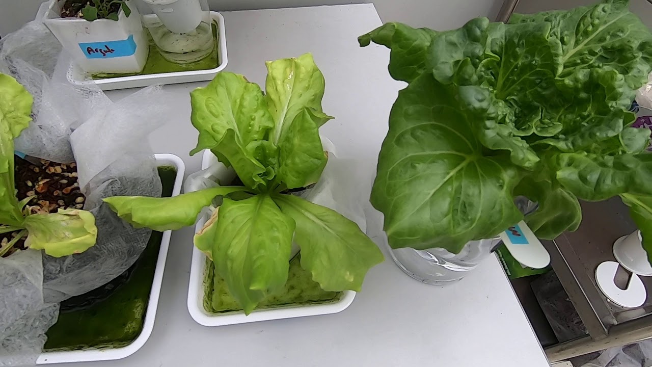 AY 35 (200513) Italian Lettuce - YouTube