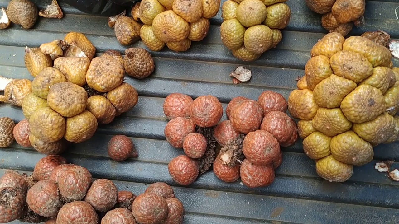 Eleiodoxa conferta - eating super sour palm fruit (asam paya, red and ...