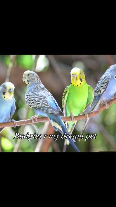 My dream pet - YouTube