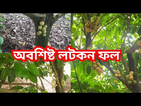 বছরের শেষে লটকনের গাছ। End year of lotkon tree #farming #agriculture # ...