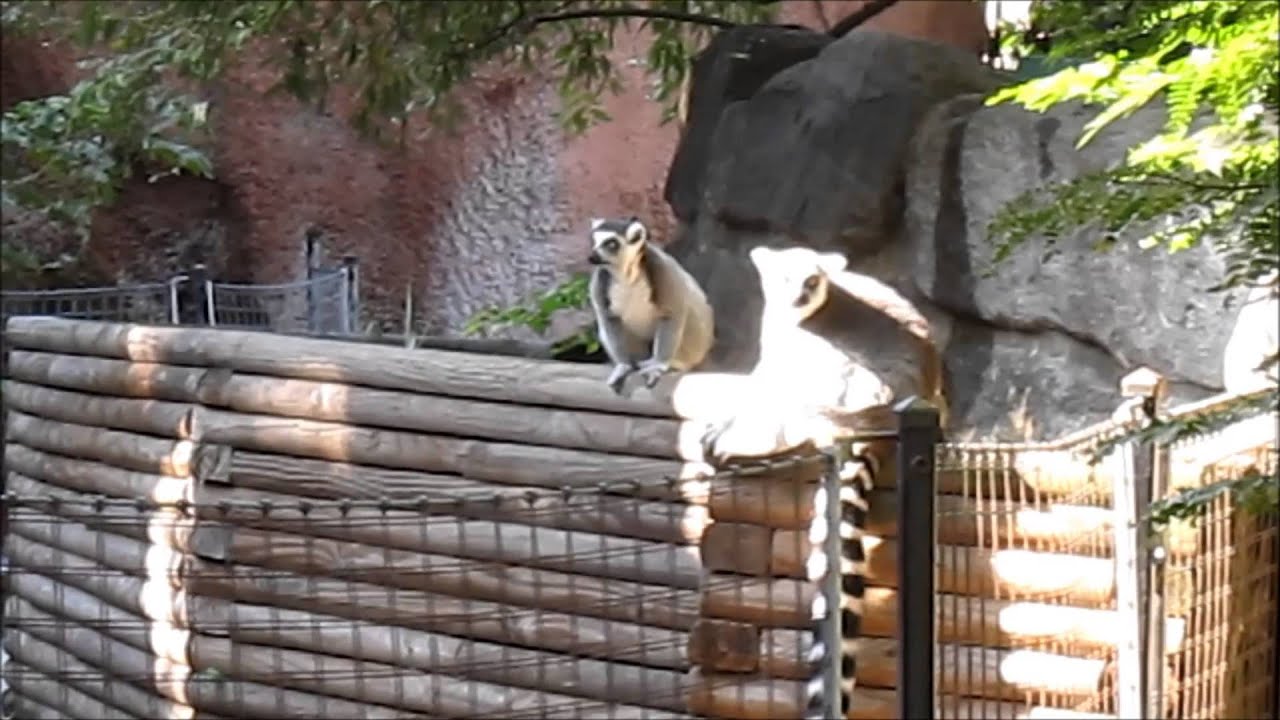 Philadelphia Zoo Montage - YouTube
