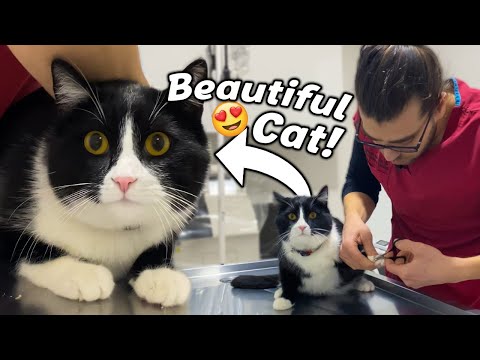 Smokin Kedi Sempatikliği! 😍 ( Çok Asil ! )