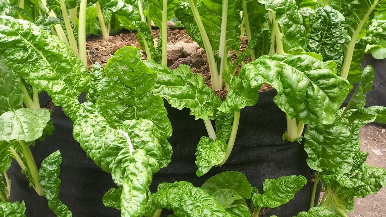 OFA YA KUPATA PROGRAM YA KILIMO CHA MAGUNIA [BAG MAALUMU] - YouTube