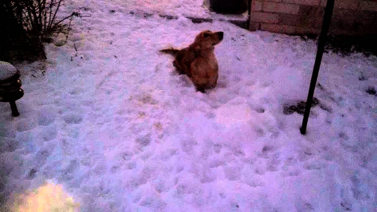 Champion Pepe and brother Ice playing in snow - YouTube