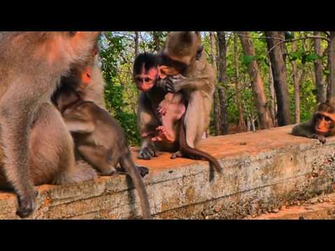 Social Integration Rosita Encourages Infant Interaction With Subadult Males In Dense Brush