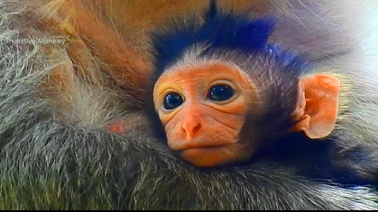So Cute Newborn Baby Monkey, Timo You Are So Lovely Tiny Baby Monkey ...
