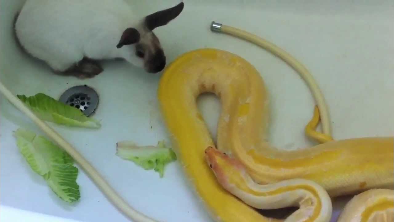 Burmese python taking a rabbit ,dog thinks he's next - YouTube