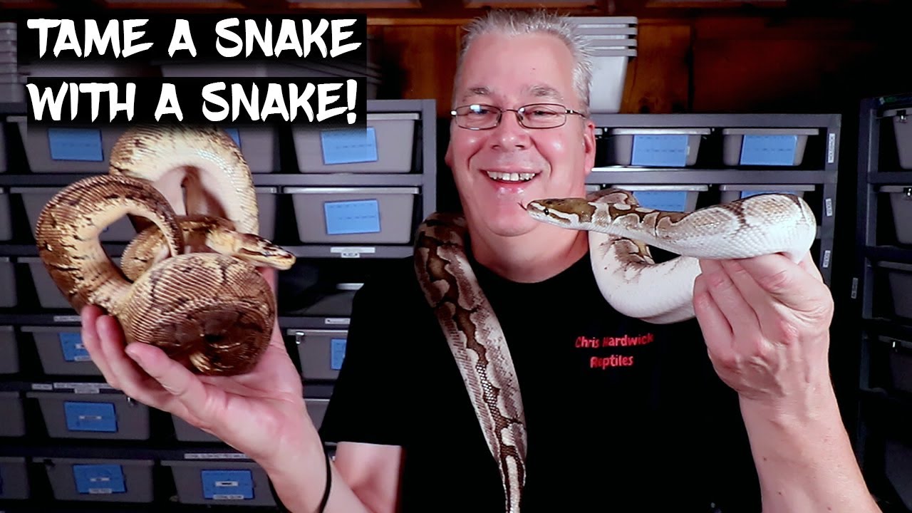 How to Tame a Snake with Another Snake! (Amazing Trick!) - YouTube